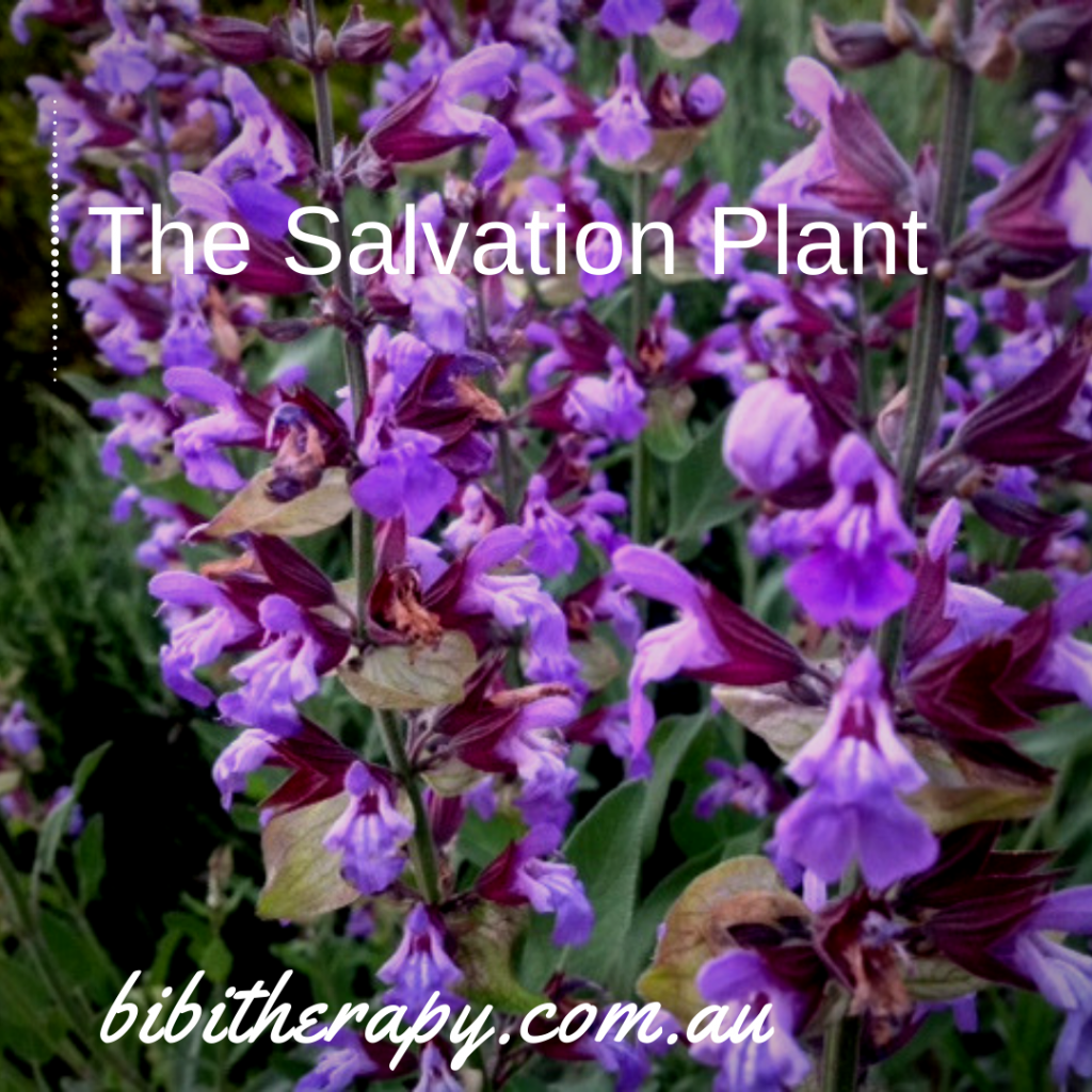 The Salvation Plant – BiBi Therapy